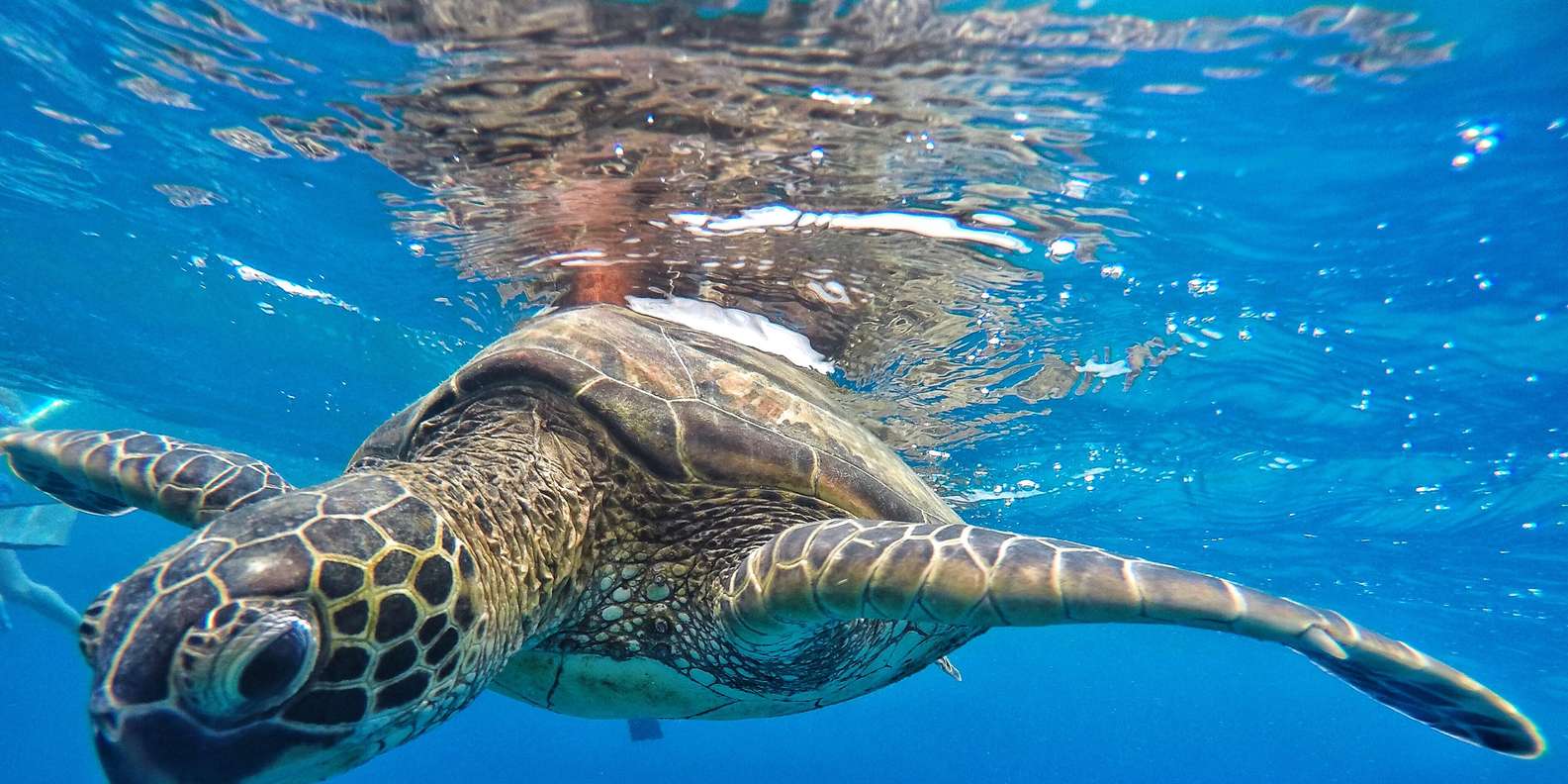 Ka'anapali Beach Snorkel and Turtle Spotting 3.5 hr | Maui Tours ...